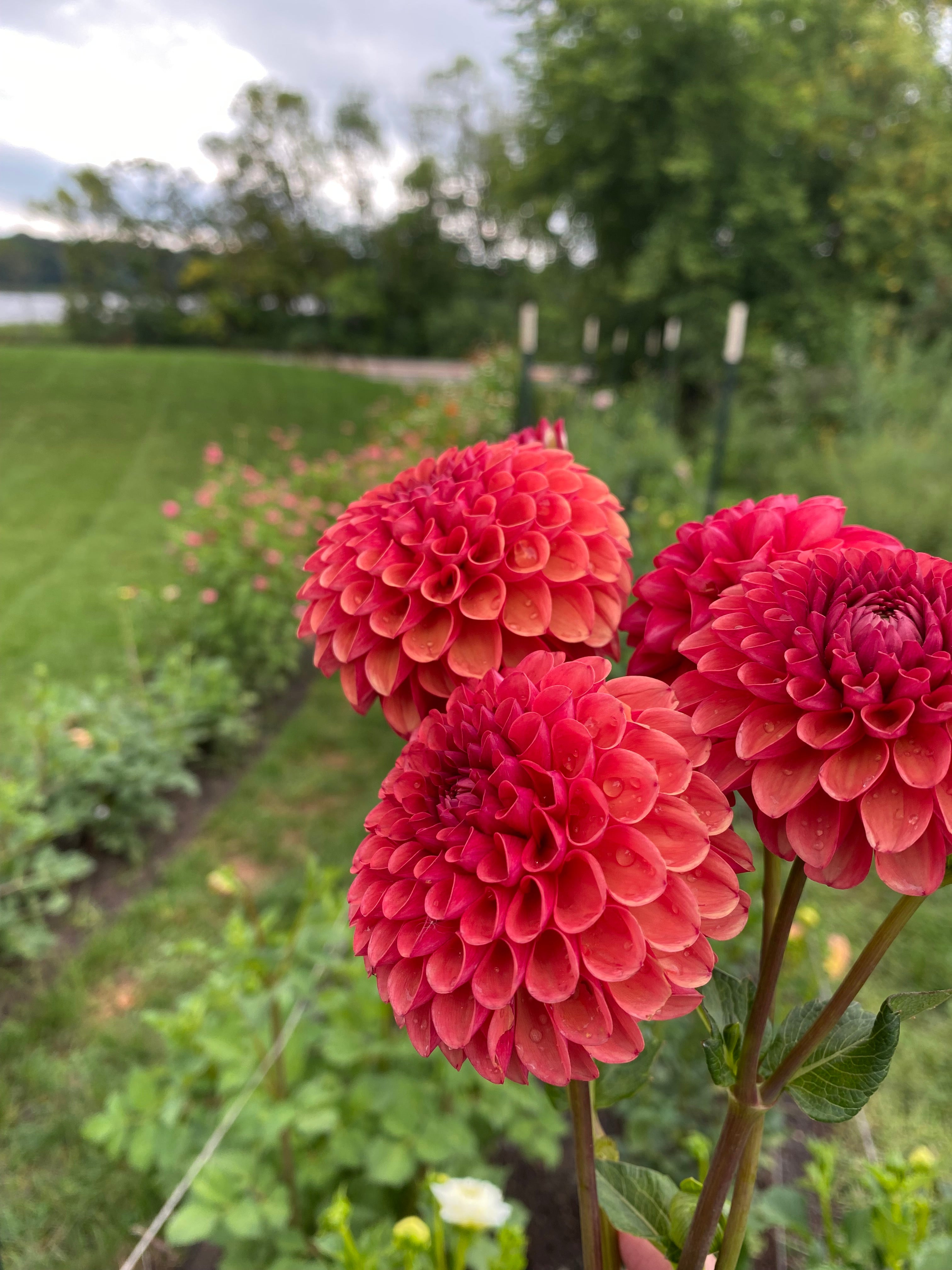 Valley Rust Bucket – Lake House Dahlias